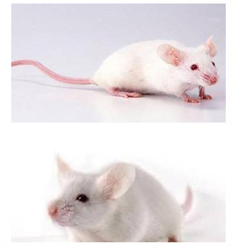 Animal House,Hong Kong Traditional Chinese Medicine Phenome Research ...